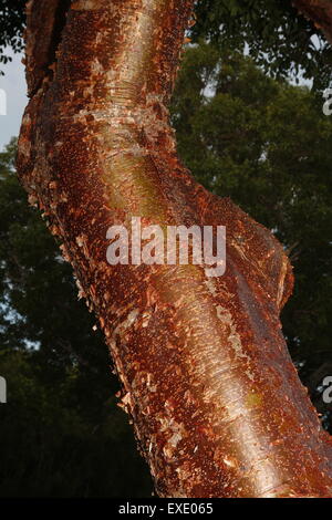 Tropical Gumbo-limbo tree with red peeling bark in Mexico Stock Photo ...