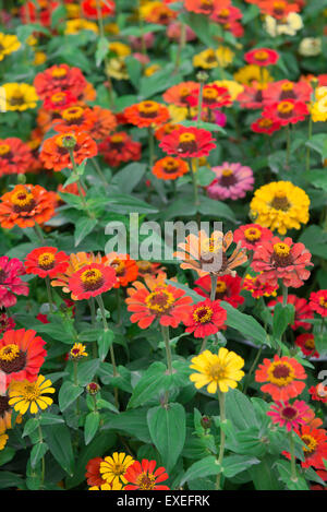 Beautiful colorful chrysanthemum flowers in a wicker basket Stock Photo ...