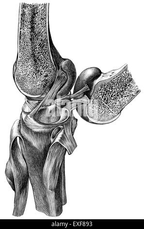 Illustration of the human knee anatomy Stock Photo - Alamy