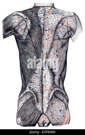 Blood vessels in muscles. Illustration of the arteries (red) and veins ...