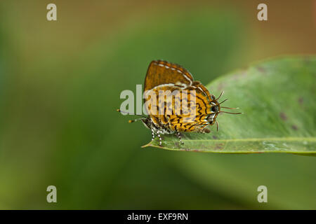 monkey puzzle butterfly (rathinda amor) sitting on a leaf, tropical ...