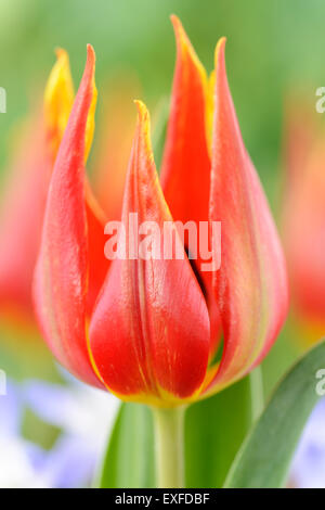 Red and yellow Miscellaneous tulips (Tulipa mauritiana) Cindy bloom in ...