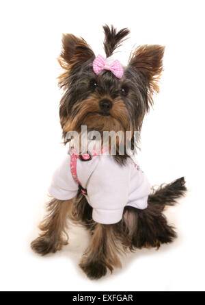 Girl with yorkie dog Stock Photo - Alamy