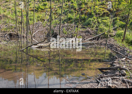 The beaver barrage on the creek in forest of Little Carpathian ...