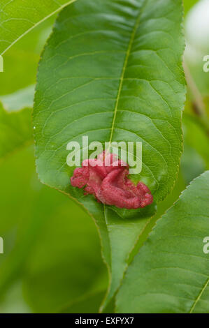 Peach leaf curl symptoms on peach trees Stock Photo - Alamy