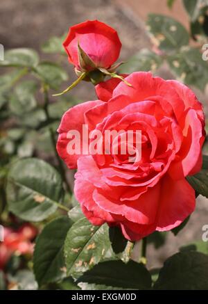 macro background of beautiful violet roses Stock Photo - Alamy