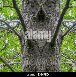 Birch tree, digital composite, Iceland Stock Photo - Alamy