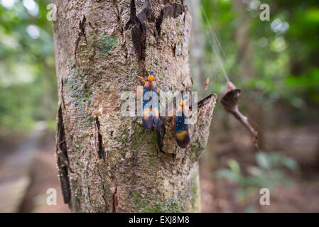 A large lantern bug (Pyrops sultana) a type of planthopper from Borneo ...
