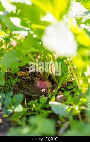 Radish vegetable plants with roots growing in earth. Cross section view ...