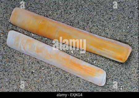 Grooved Razor Clam Solen marginatus shells on sand Stock Photo - Alamy