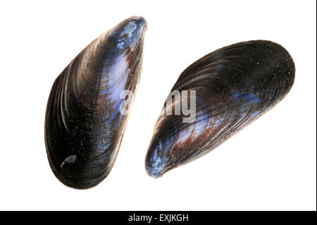 Blue Mussels, Mytilus edulis, Mytilidae, Bivalvia, Mollusca, in the ...