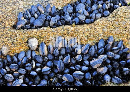 Blue Mussels, Mytilus edulis, Mytilidae, Bivalvia, Mollusca, in the ...