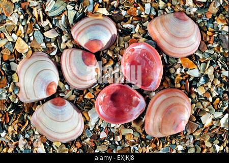 Baltic macoma / Baltic clam / Baltic tellin (Macoma balthica) shells on ...