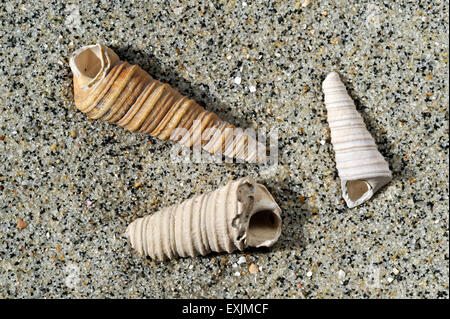 Auger or Tower Shell Turritella communis Stock Photo - Alamy