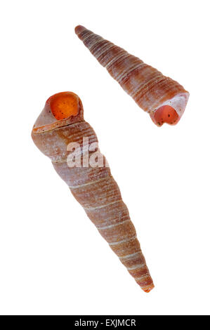 Turret-shell / Auger shell / common tower shell (Turritella communis ...