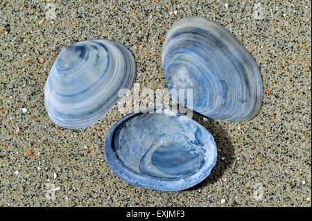 Peppery furrow shells / Sand gapers (Scrobicularia plana) on beach ...
