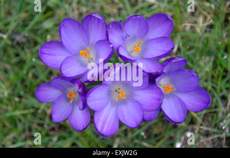 Purple crocus flowers growing in a pot Stock Photo - Alamy