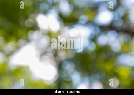 Abstract photo of defocused summer forest, photo useful as background ...