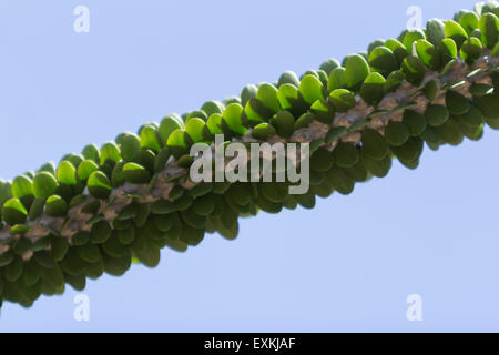Octopus Tree Didierea madagascariensis in the Dry Spiny Forest of ...