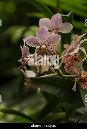 Purple spotted aranda orchid Aranda omyai attached to a tree in a ...