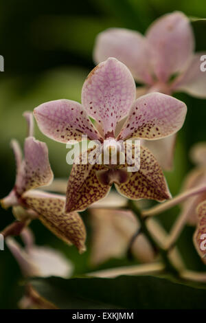 Pink spotted Aranda orchid, Aranda omyai, blooms in a greenhouse in ...