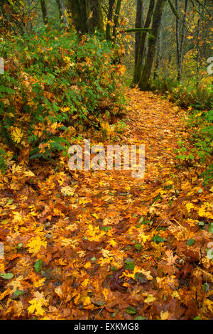 McLane Creek Nature Trail, Capital State Forest, Washington Stock Photo ...