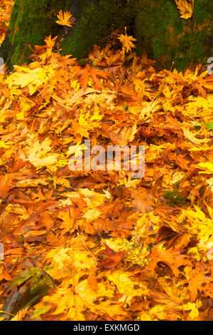 Bigleaf maple along Nature Trail, Prairie Creek Redwoods State Park ...
