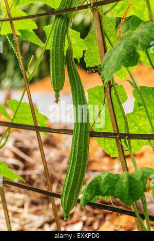 ridge gourd hanging in farm ; turai green vegetable tree ; turiya plant ...