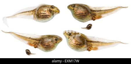 set of frog tadpoles close up isolated on white background Stock Photo ...
