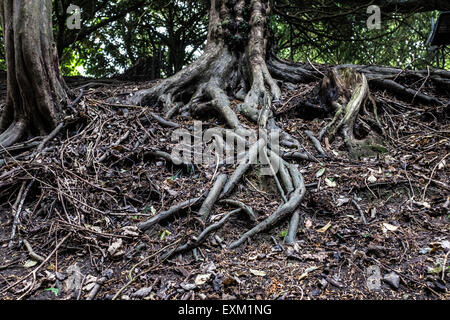 Dark Roots Texture Stock Photo - Alamy