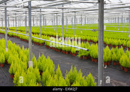 Horticulture, Netherlands, tree cultivation, garden design, botanical ...