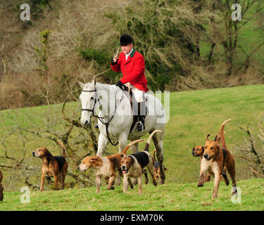 Lamerton Hunt foxhounds Stock Photo - Alamy