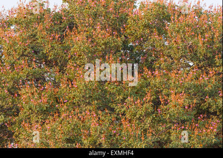 African Teak Tree on the Zambezi River Game Drive in Zimbabwe Stock ...