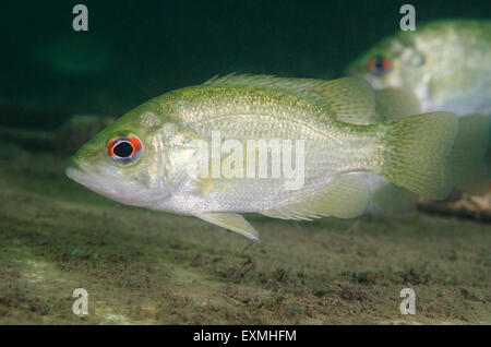 Rock Bass, Ambloplites rupestris swimming underwater Stock Photo - Alamy