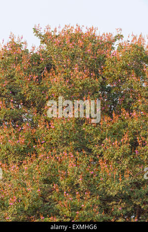 African Teak Tree on the Zambezi River Game Drive in Zimbabwe Stock ...