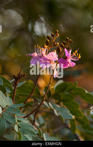African Teak Tree on the Zambezi River Game Drive in Zimbabwe Stock ...