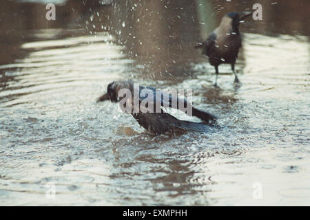 Crow Taking A Bath Stock Photo: 37757471 - Alamy