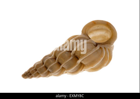 Common wentletrap (Epitonium clathrus: Epitoniidae) exposed alive in a ...