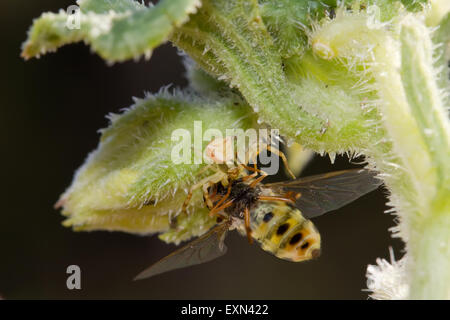 Crab Spider (Thomisus onustus), male sitting on a leaf Stock Photo ...
