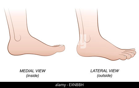 Medial view of Right Foot Stock Photo - Alamy