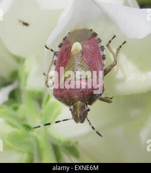 HAWTHORN SHIELD BUG - (Acanthosoma haemorrhoidale) pictured on a potato ...