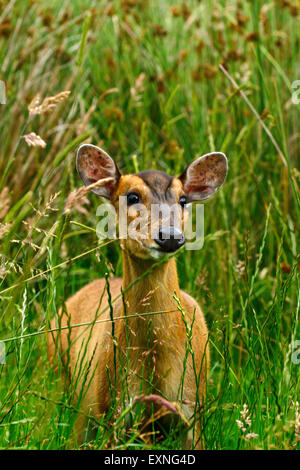 Tiny Muntjac are a very shy species of deer. They have tough skins ...