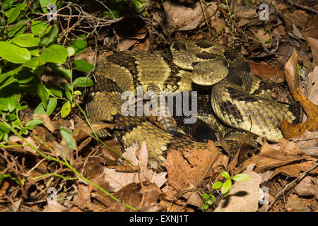 Timber Rattlesnake scales Stock Photo - Alamy