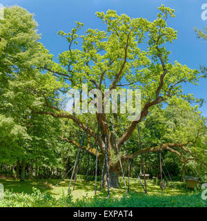 Bartek oak nature monument - an ancient oak tree that grows in Zagnansk ...
