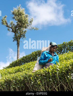 Dambatenne Tea Factory & Lipton's Seat lookout, Haputhale, Province of ...