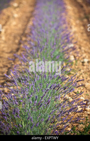 A beautiful shot of the rows of lavender flowers growing in the field ...
