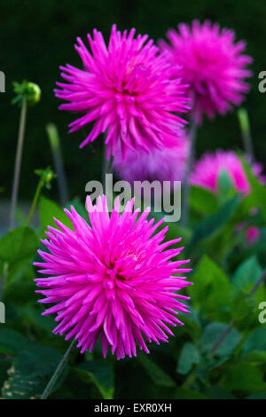 Details of Purple Dahlia Stock Photo - Alamy
