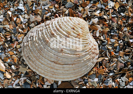 Warty venus (Venus verrucosa) shells on white background Stock Photo ...