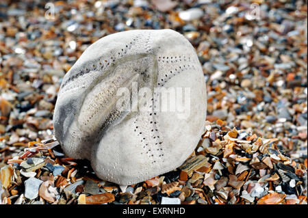 Sea potato / sea urchin (Echinocardium cordatum) shell washed on beach ...