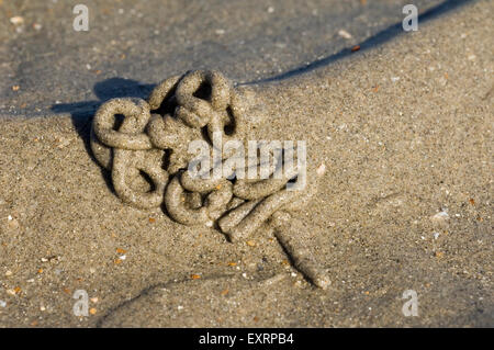European lug worm / lugworm / sandworm (Arenicola marina) burrows ...